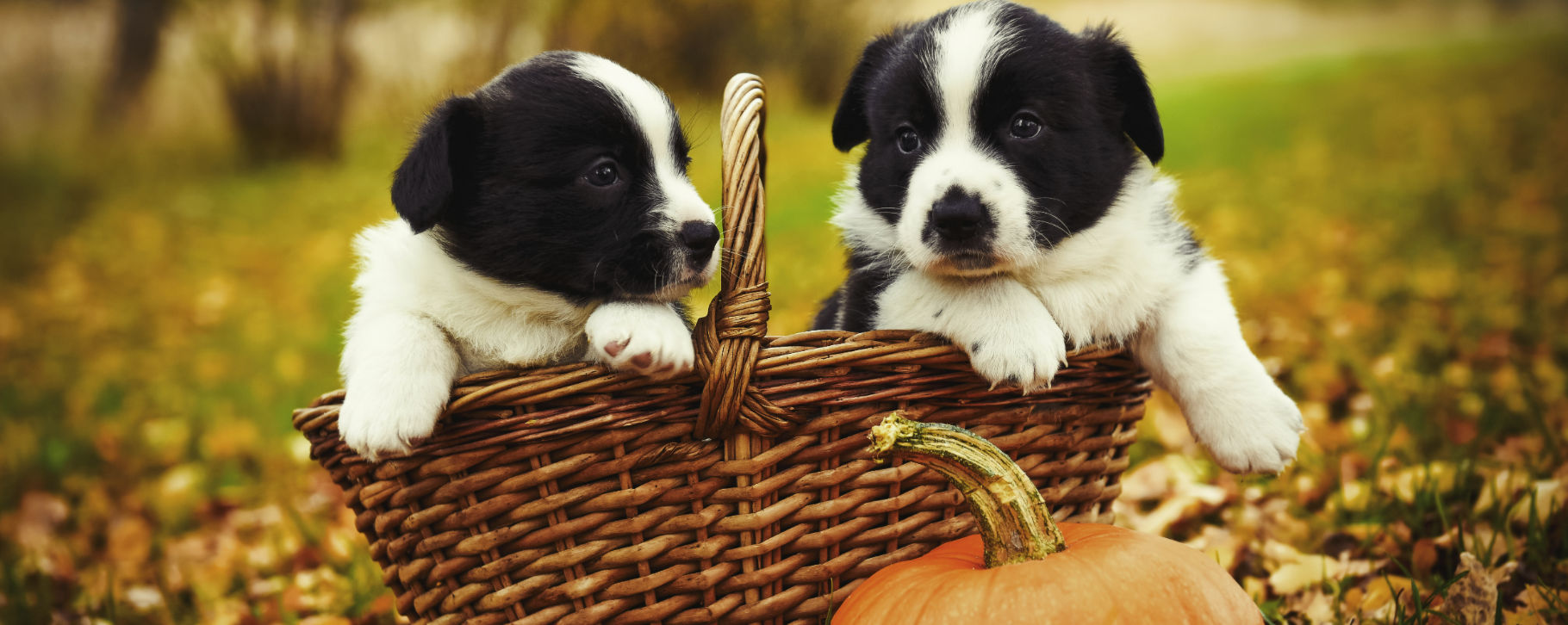 Vacanze animali - Vacanze con il cane a prova di zampa in Italia