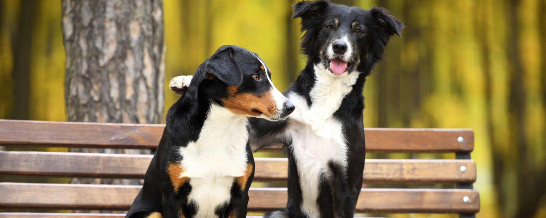 Vacanze animali - Vacanze con il cane a prova di zampa in Italia