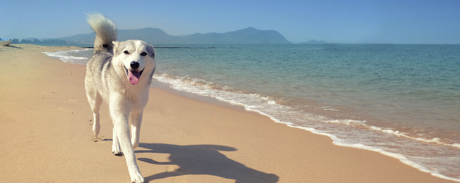 Vacanze animali - Vacanze con il cane a prova di zampa in Italia