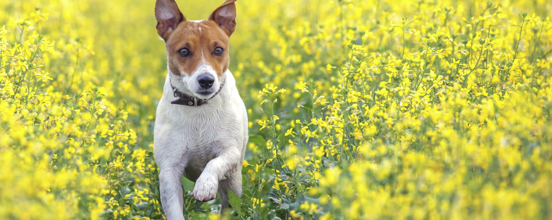 Vacanze animali - Vacanze con il cane a prova di zampa in Italia